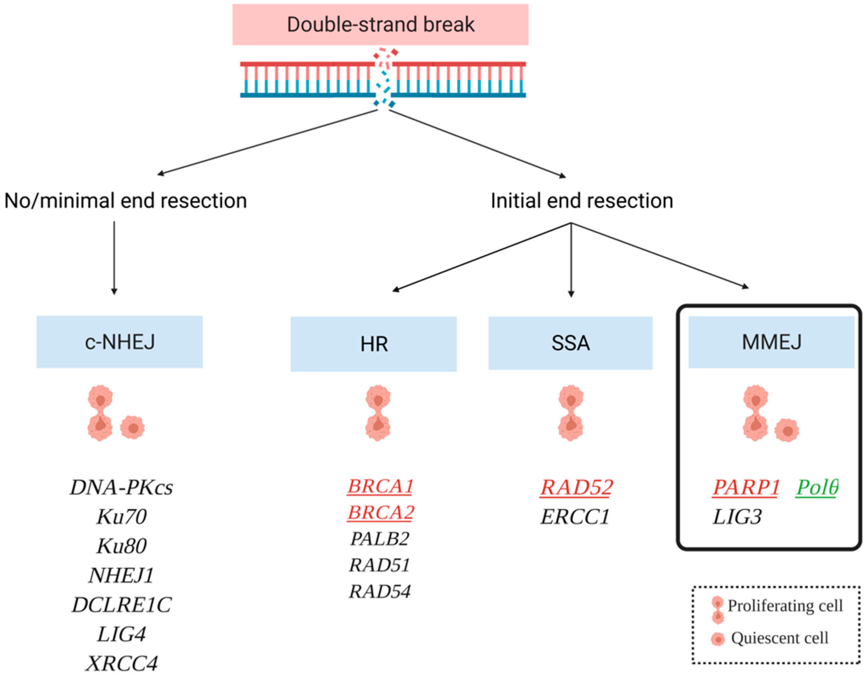 Synthetic Lethality Targeting Polθ