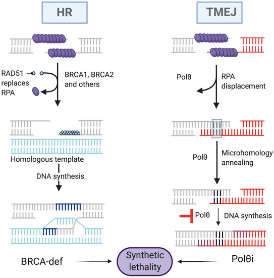 Synthetic Lethality Targeting Polθ