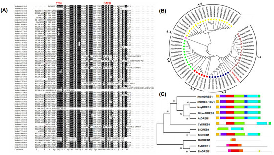 NtDREB-1BL1 Enhances Carotenoid Biosynthesis by Regulating Phytoene ...
