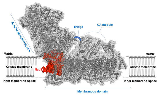 Group II Intron-Encoded Proteins (IEPs/Maturases) as Key Regulators of ...