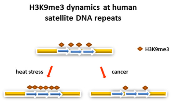 Satellite DNAs in Health and Disease