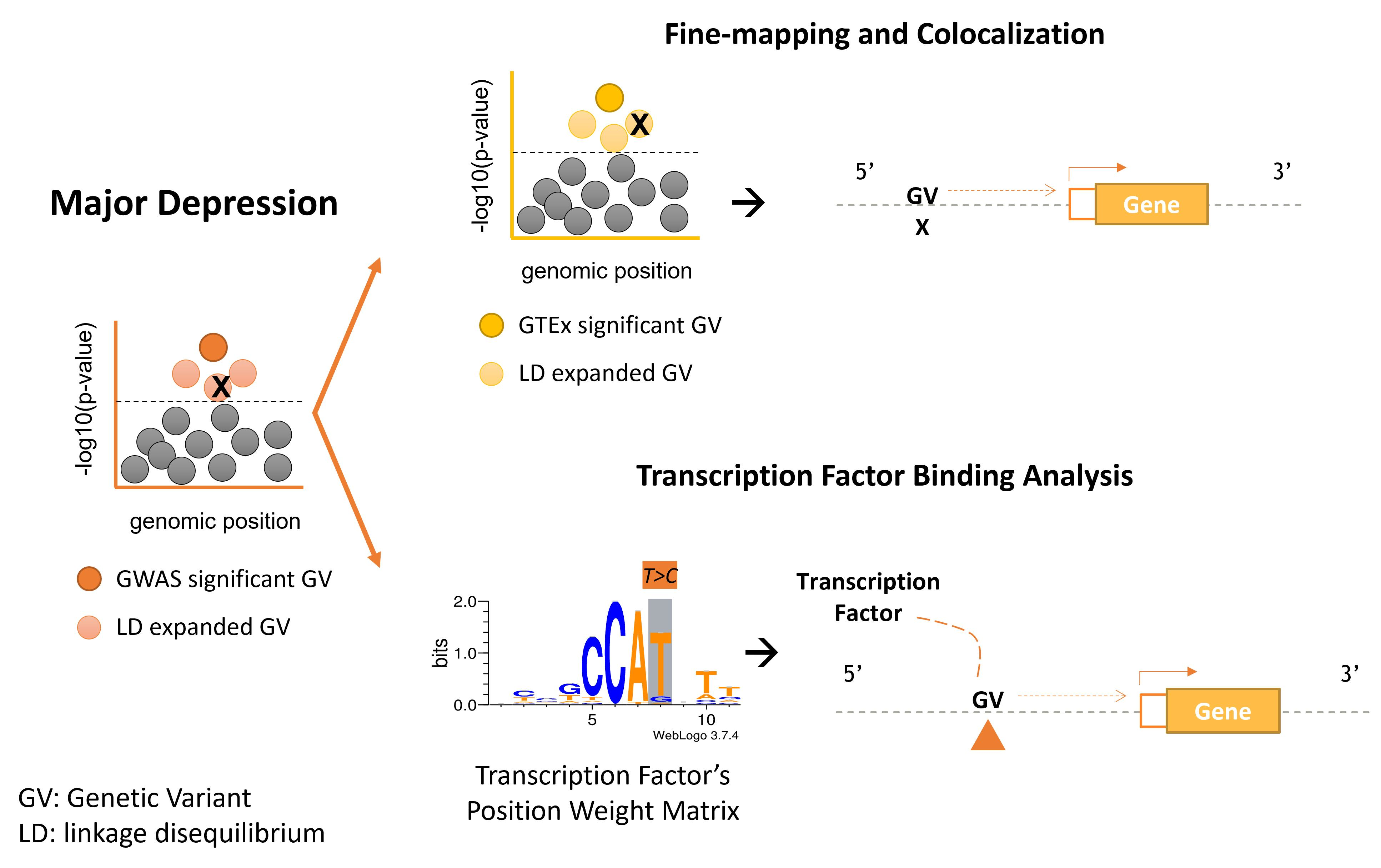 Genes | Free Full-Text | Functional Genomics Analysis to Disentangle ...
