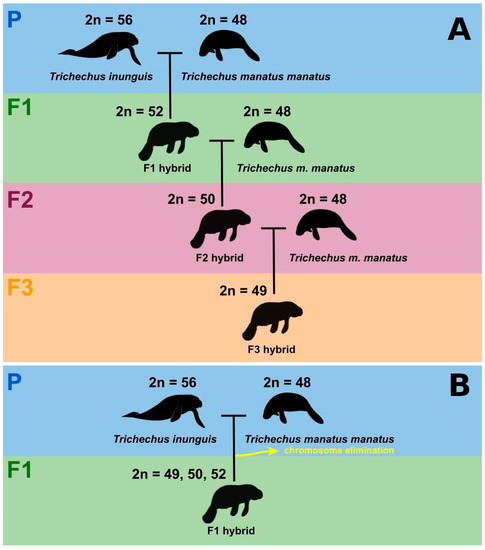 Karyotypes of Manatees: New Insights into Hybrid Formation (Trichechus ...