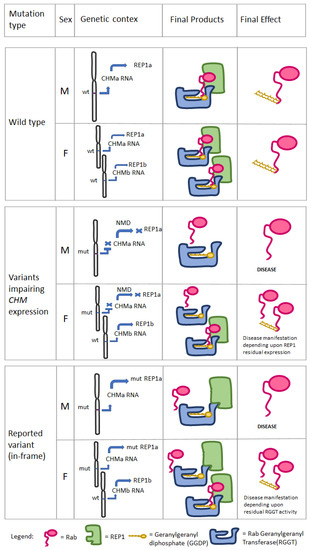 Genes | An Open Access Journal from MDPI