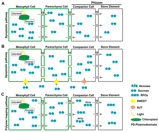 Source-To-Sink Transport of Sugar and Its Role in Male Reproductive ...