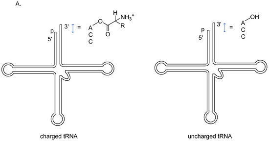Fluorescent Platforms for RNA Chemical Biology Research