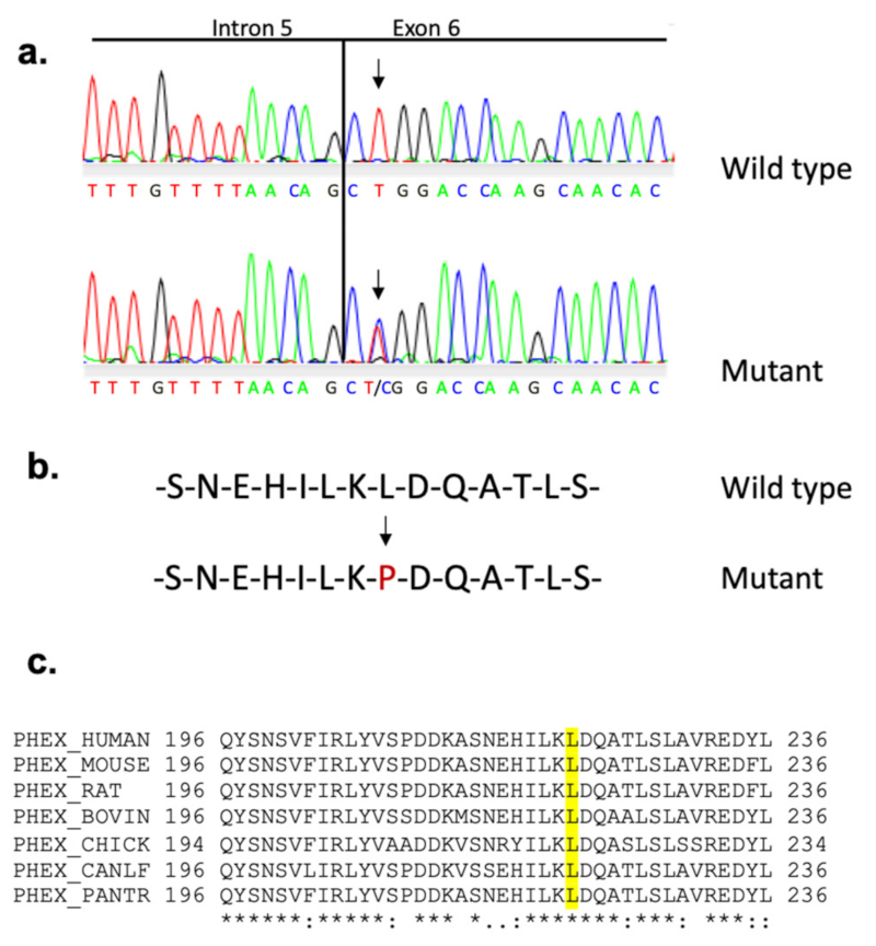 PHEXL222P Mutation Increases Phex Expression in a New ENU Mouse Model ...