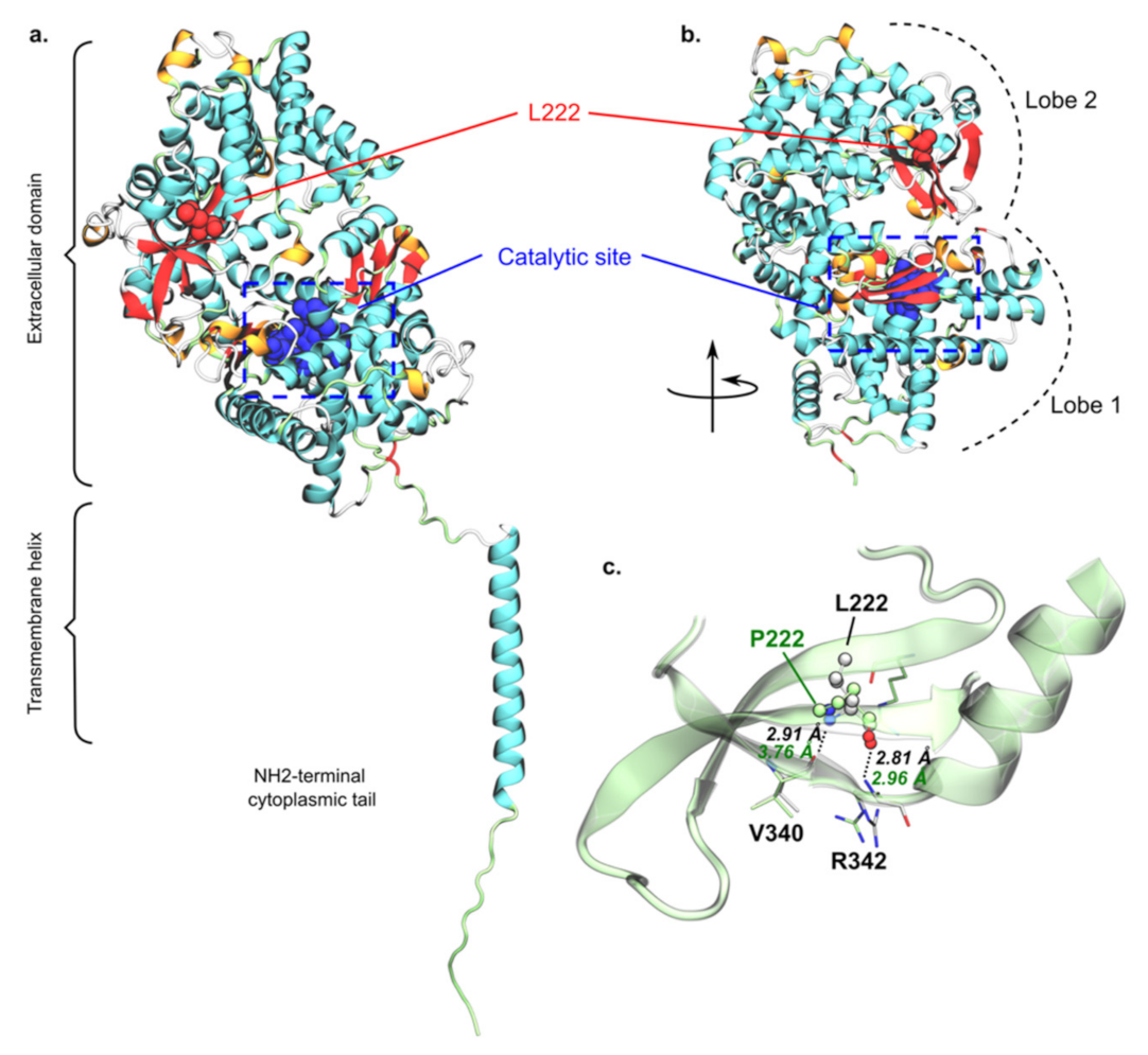 PHEXL222P Mutation Increases Phex Expression in a New ENU Mouse Model ...
