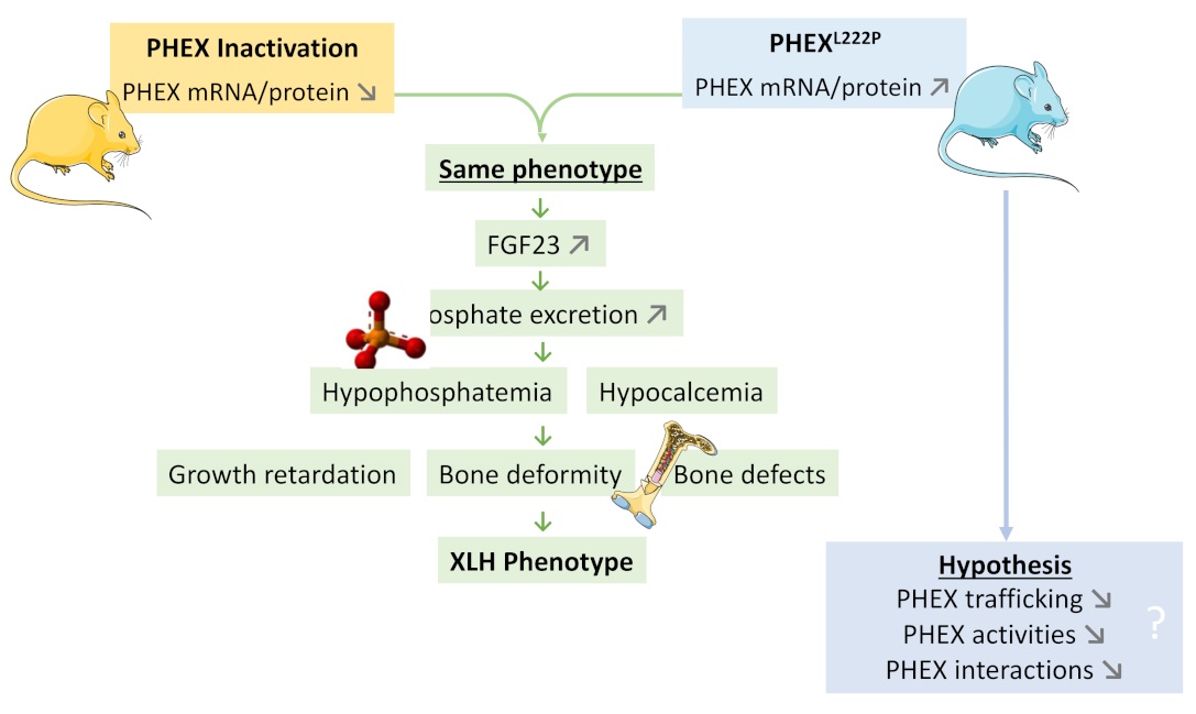 PHEXL222P Mutation Increases Phex Expression in a New ENU Mouse Model ...