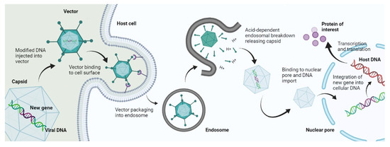 Appraisal for the Potential of Viral and Nonviral Vectors in Gene ...