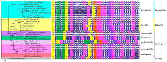 Complete Mitochondrial Genome of Two Ectoparasitic Capsalids ...