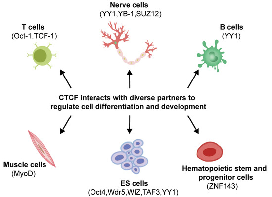 Genes | Free Full-Text | CTCF and Its Partners: Shaper of 3D Genome during Development