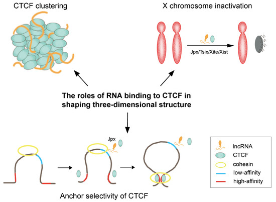 Genes | Free Full-Text | CTCF and Its Partners: Shaper of 3D Genome during Development