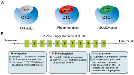 CTCF and Its Partners: Shaper of 3D Genome during Development