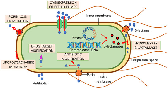 Molecular Factors and Mechanisms Driving Multidrug Resistance in ...