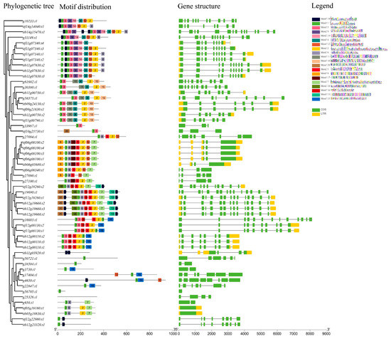 Genome-Wide Characterization of Nitrogenase Reductase (nifH) Genes in ...