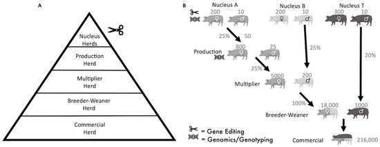 Tundra Food Pyramid