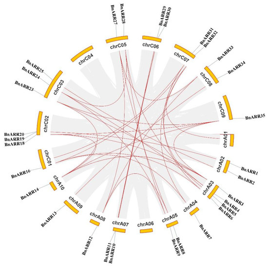 Genes | Free Full-Text | Genome-Wide Analysis of the Type-B Authentic ...