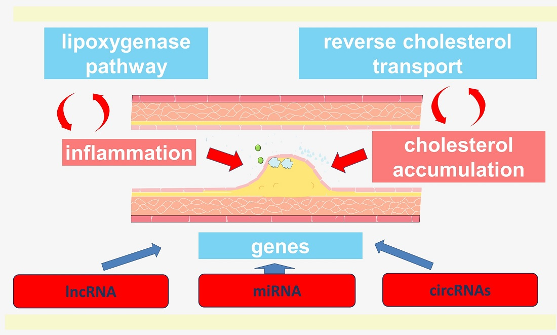 Genes | Free Full-Text | Genetic and Epigenetic Regulation of ...