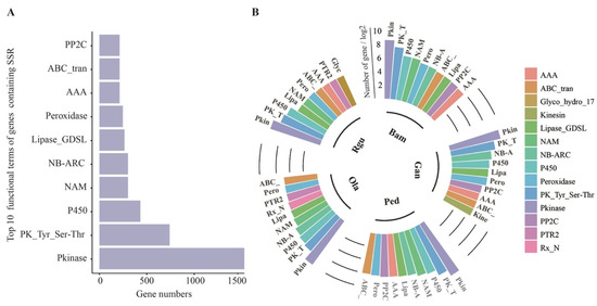 Comprehensive Analyses of Simple Sequence Repeat (SSR) in Bamboo ...