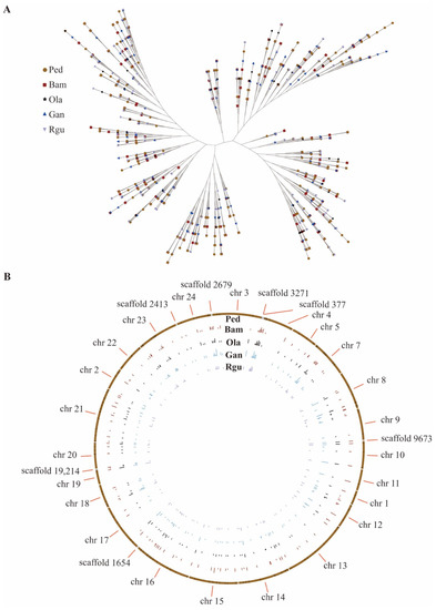 Comprehensive Analyses of Simple Sequence Repeat (SSR) in Bamboo ...