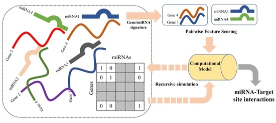 Genes | Free Full-Text | mintRULS: Prediction of miRNA–mRNA Target Site Interactions Using ...