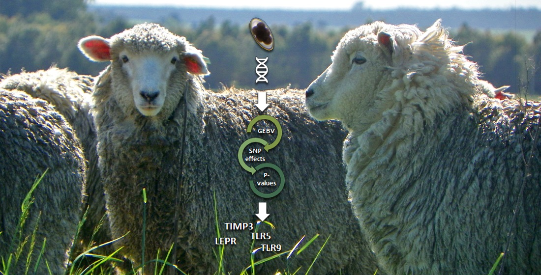 Genes | Free Full-Text | Genome-Wide Association Study of Parasite ...