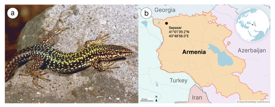 Genes | Free Full-Text | First Genome of Rock Lizard Darevskia ...