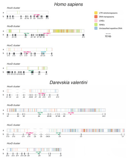 Genes | Free Full-Text | First Genome of Rock Lizard Darevskia ...