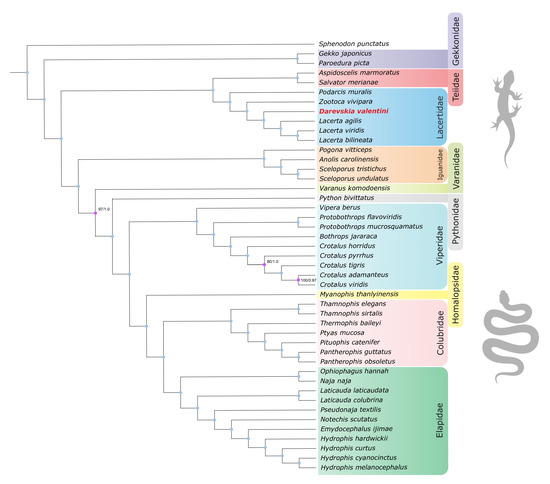 Genes | Free Full-Text | First Genome of Rock Lizard Darevskia ...