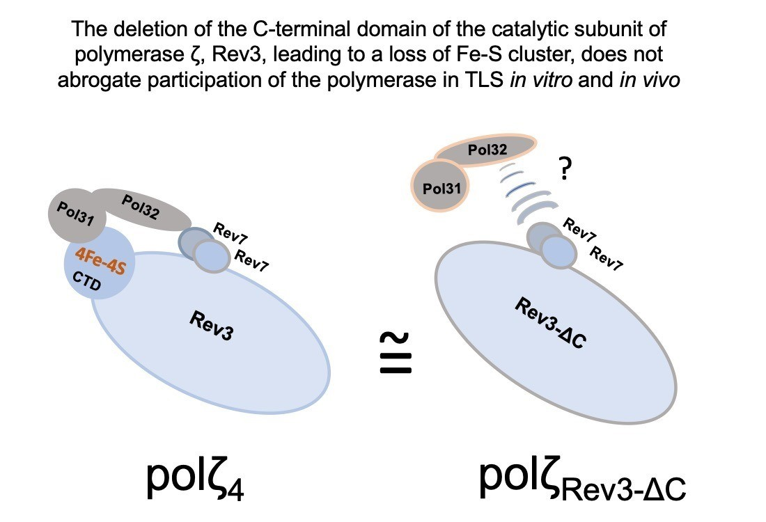Genes | Free Full-Text | DNA Polymerase ζ without the C-Terminus of ...