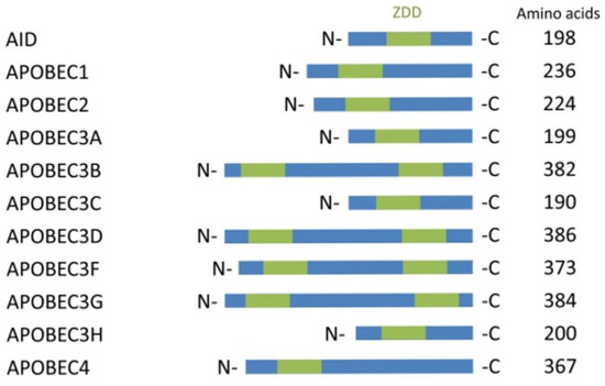 C-to-U RNA Editing: A Site Directed RNA Editing Tool for Restoration of ...