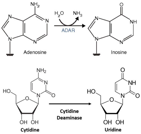 C-to-U RNA Editing: A Site Directed RNA Editing Tool for Restoration of ...