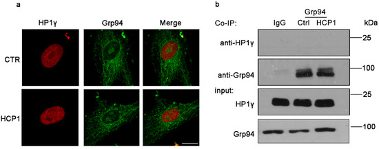 Grp94 Inhibitor HCP1 Inhibits Human Dermal Fibroblast Senescence