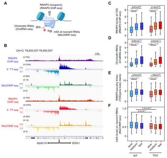 Slow RNAPII Transcription Elongation Rate, Low Levels of RNAPII Pausing ...
