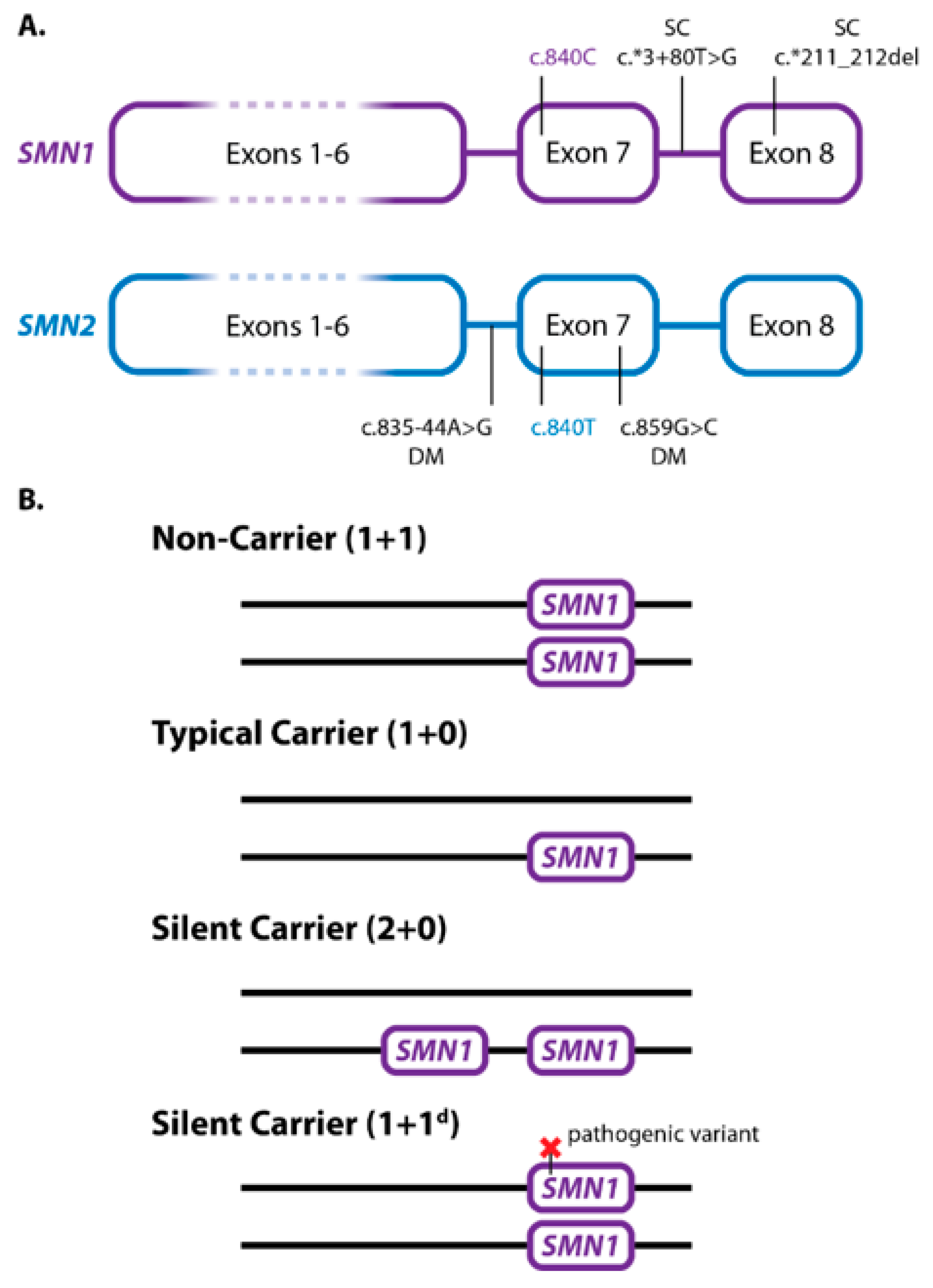 Recommendations for Interpreting and Reporting Silent Carrier and ...
