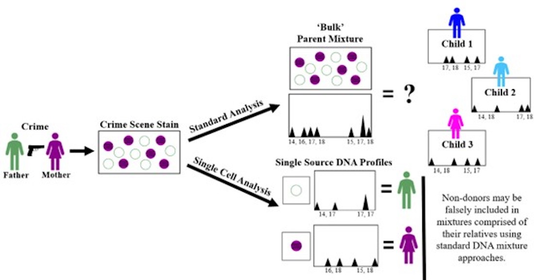 Genes | Free Full-Text | Probabilistic Genotyping of Single Cell ...
