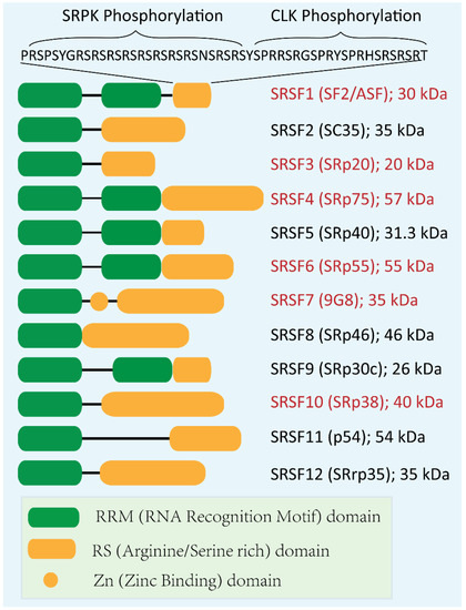 SR Splicing Factors Promote Cancer via Multiple Regulatory Mechanisms