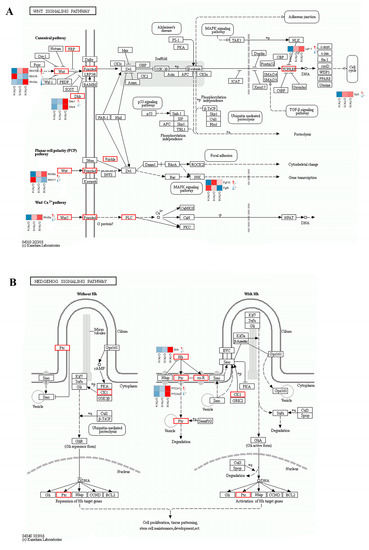Gene Regulation during Carapacial Ridge Development of Mauremys ...