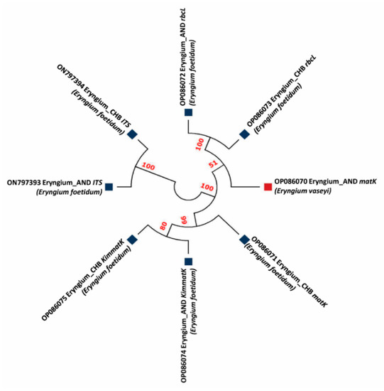 Molecular Phylogeny, DNA Barcoding, and ITS2 Secondary Structure ...
