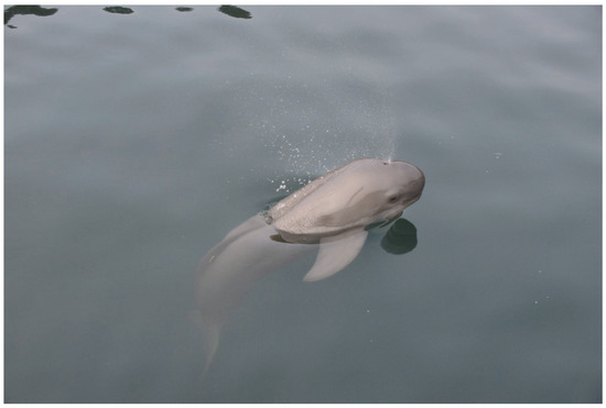 Population Structure of Finless Porpoise (Neophocaena phocaenoides ...