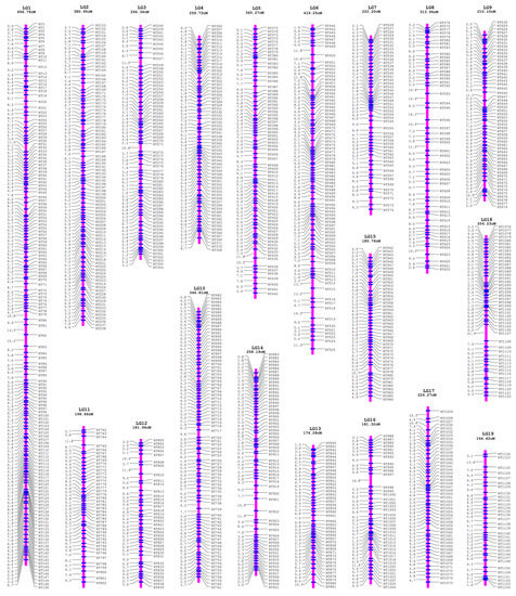 A Novel Strategy for Constructing an Integrated Linkage Map in an F1 ...