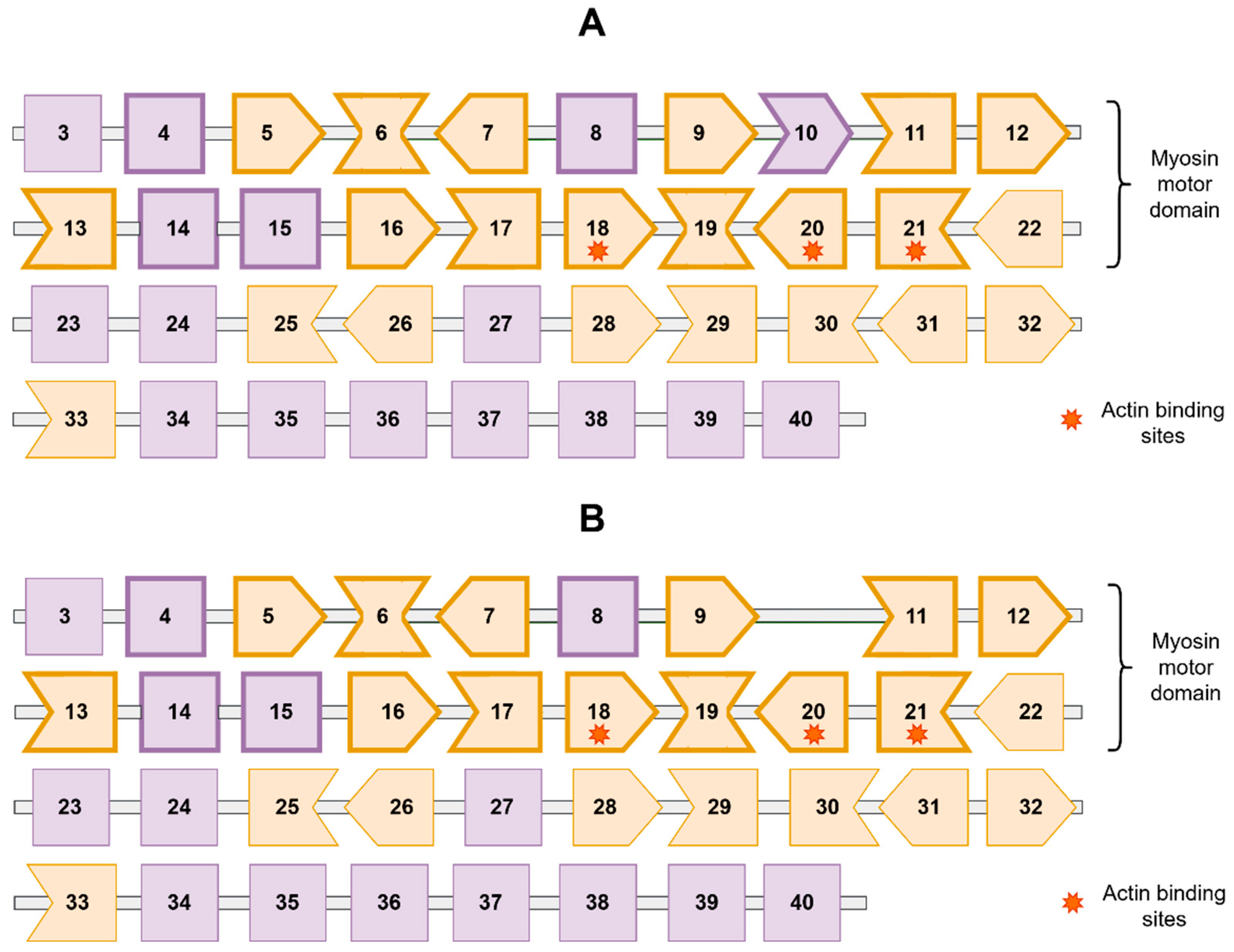 A Splice Variant of the MYH7 Gene Is Causative in a Family with ...