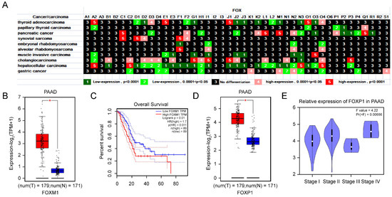 An Integrated Study on the Differential Expression of the FOX Gene ...