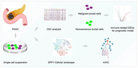 Genes | Free Full-Text | Single Cell RNA-Seq Identifies Immune-Related ...
