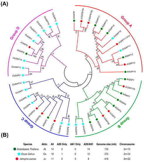 Identification, Phylogeny, Divergence, Structure, and Expression ...