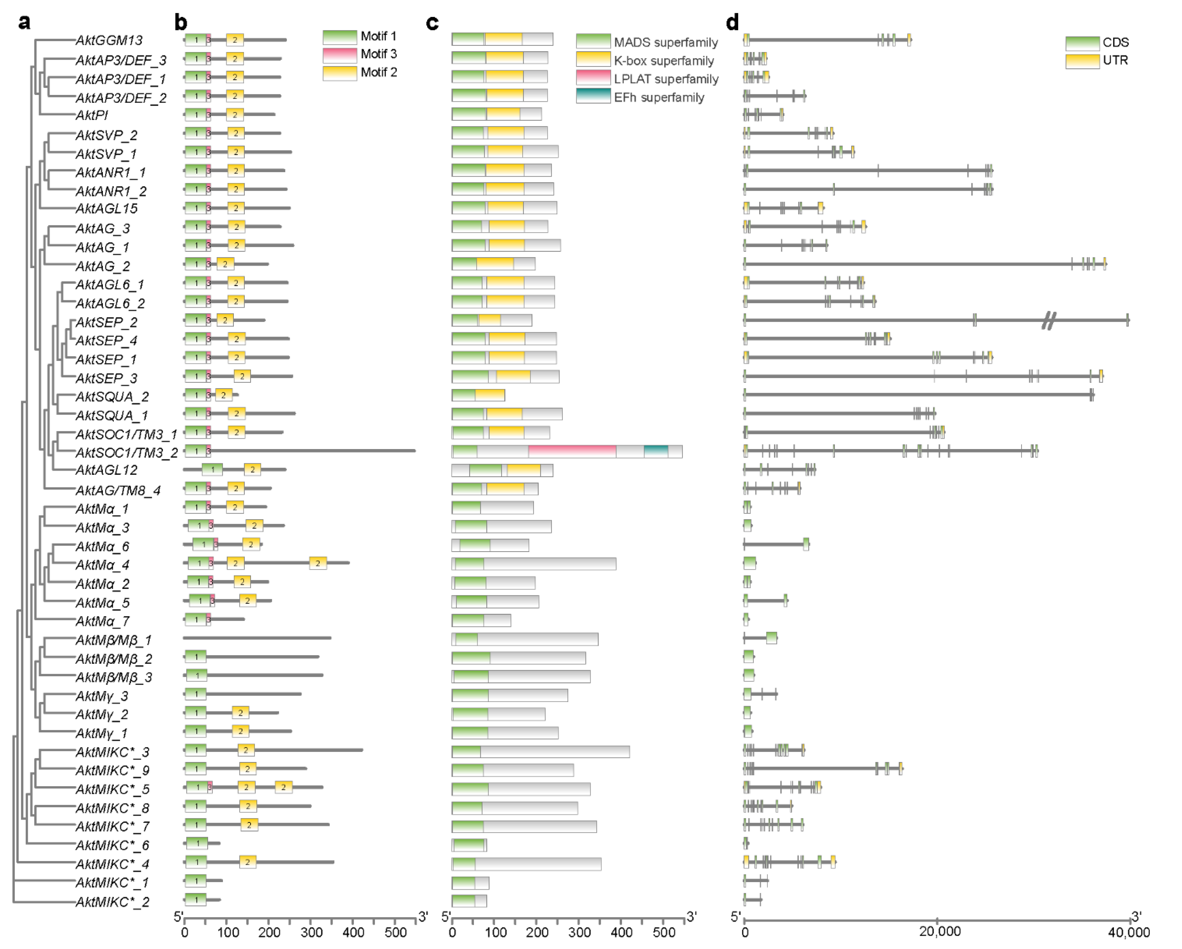 Characterization of the MADS-Box Gene Family in Akebia trifoliata and ...