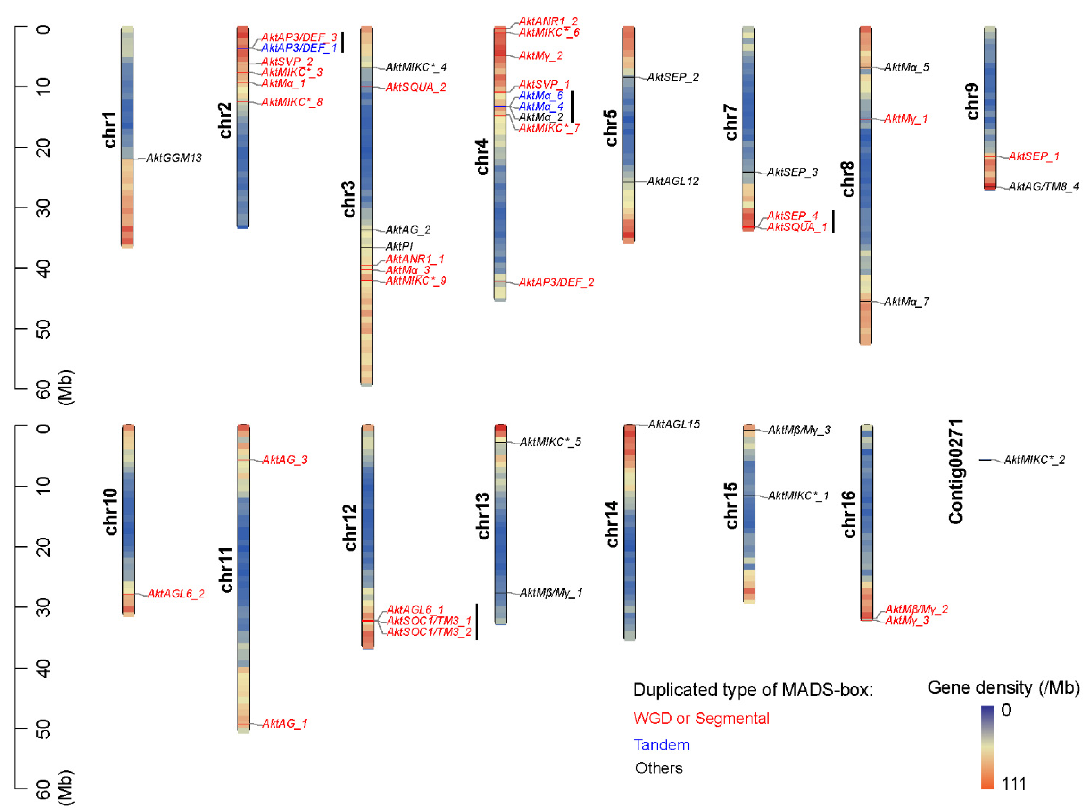 Genes | Free Full-Text | Characterization of the MADS-Box Gene Family ...