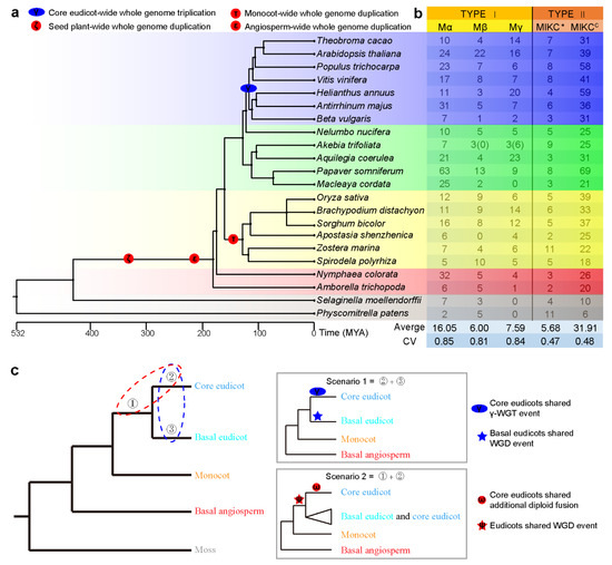 Characterization of the MADS-Box Gene Family in Akebia trifoliata and ...