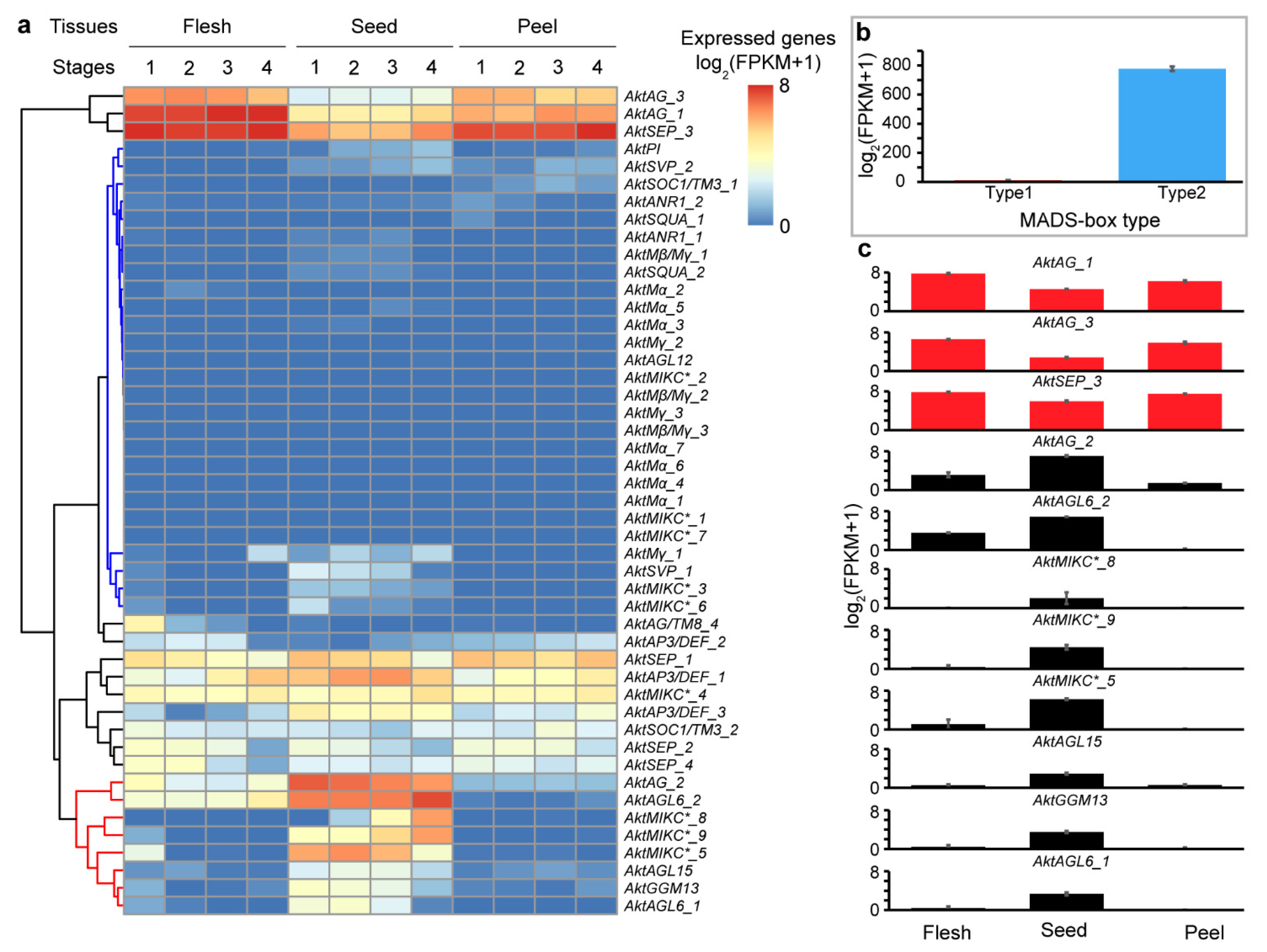 Genes | Free Full-Text | Characterization of the MADS-Box Gene Family ...